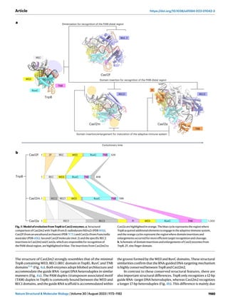 2023 Mechanistic and evolutionary insights into a type V-M CRISPR–Cas ...