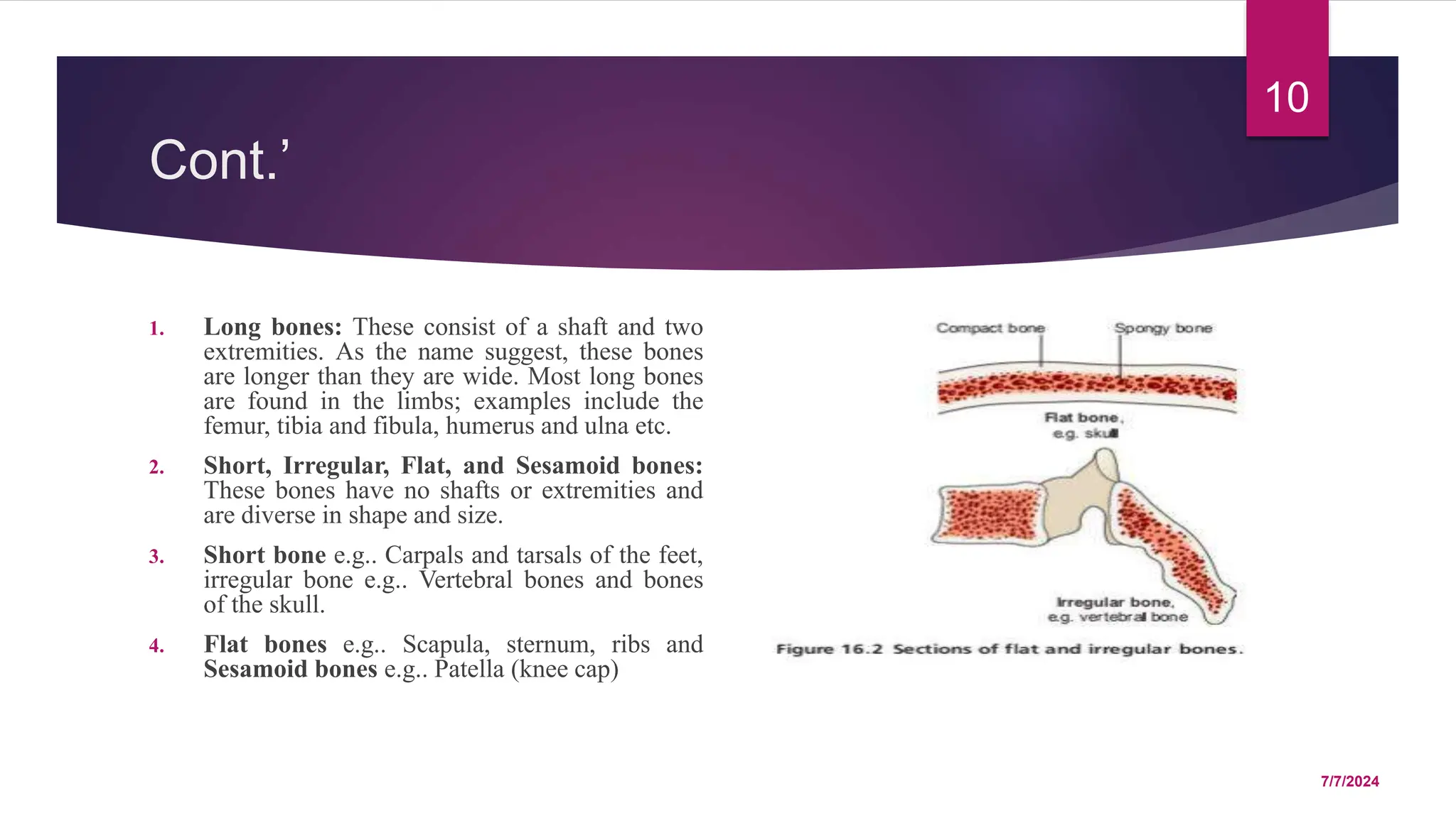 Lecture note for 200 level students Skeletal system.pptx