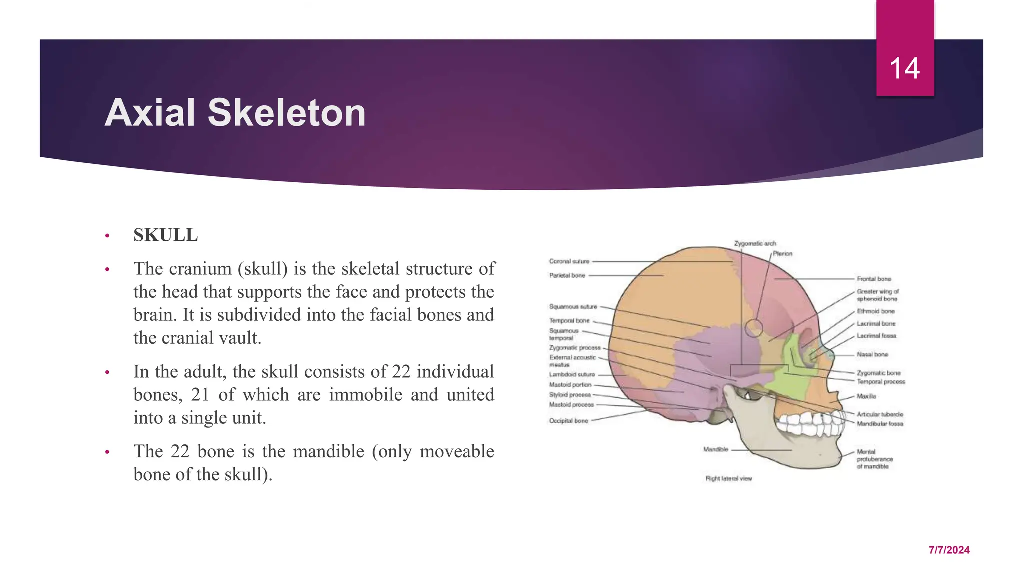 Lecture note for 200 level students Skeletal system.pptx
