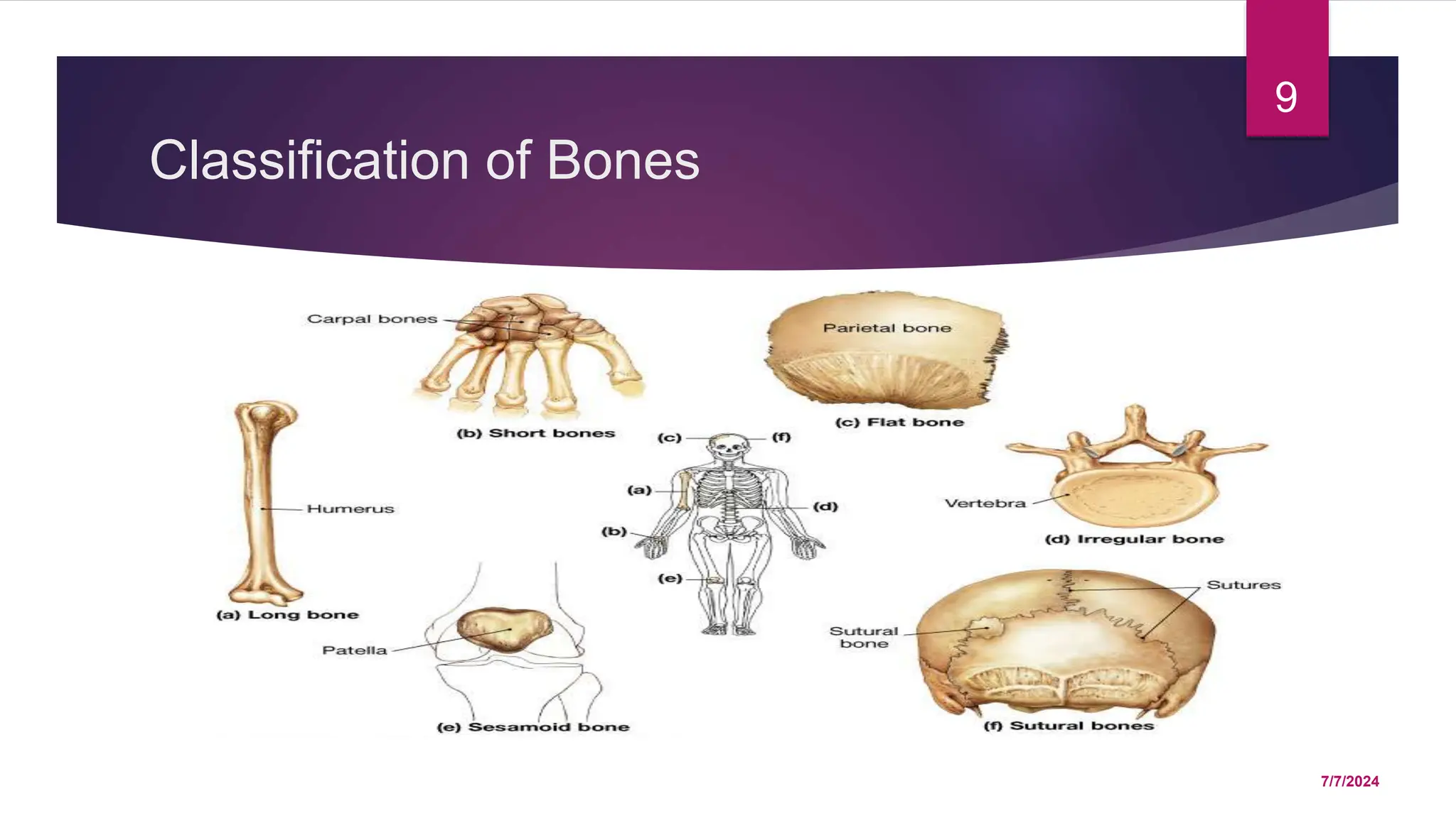 Lecture note for 200 level students Skeletal system.pptx