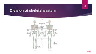 Lecture note for 200 level students Skeletal system.pptx
