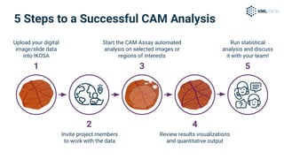 Advancing CAM Assay Image Analysis Using Deep Learning Software | PPT