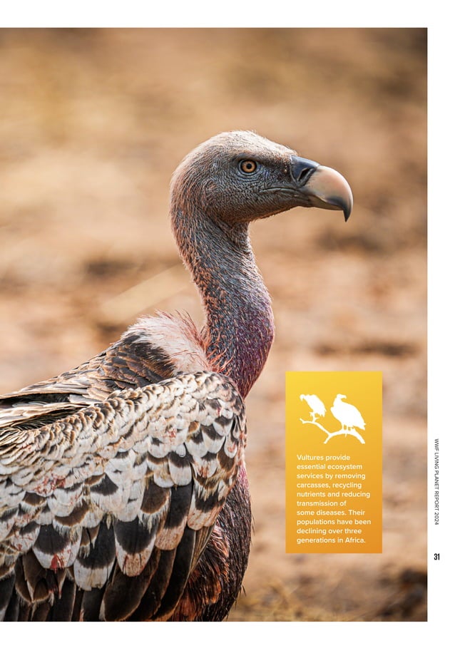 WWF 2024 Living Planet Report: a system in peril | PDF | Zoos ...