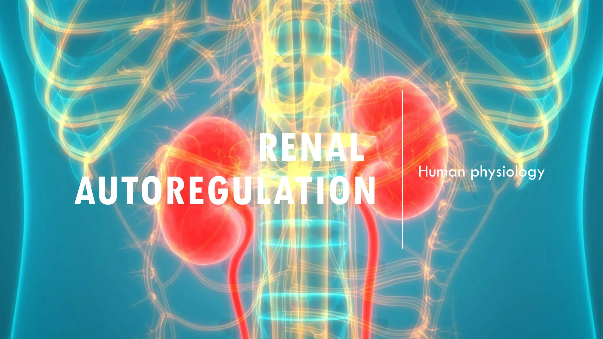 2024-RENAL AUTOREGULATION-HUMAN PHYSIOLOGY.pptx