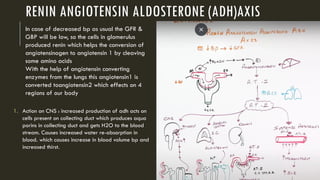 2024-RENAL AUTOREGULATION-HUMAN PHYSIOLOGY.pptx