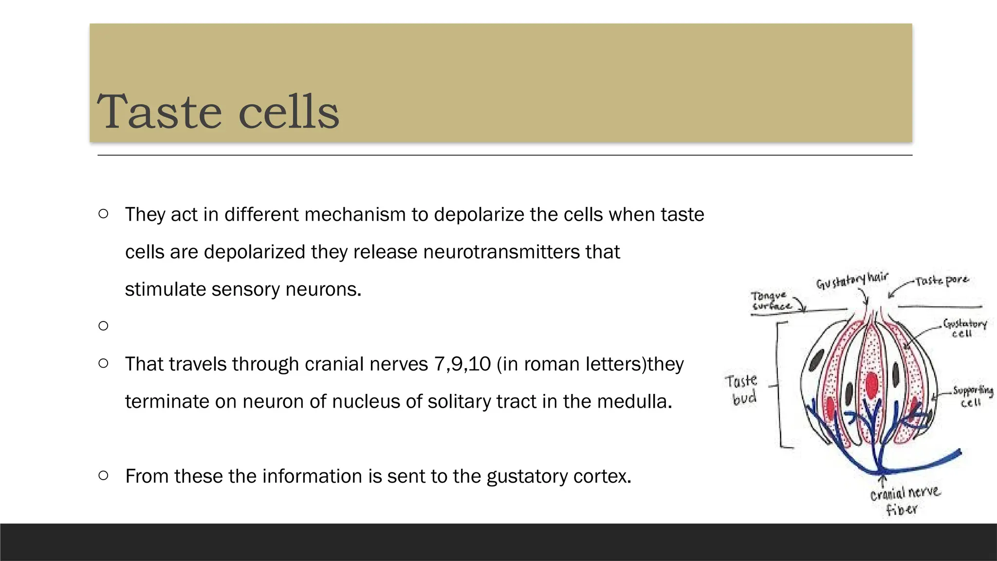 2024 - TASTE PATHWAY-HUMANPHYSIOLOGY.pptx