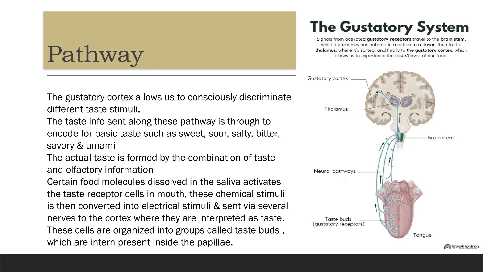 2024 - TASTE PATHWAY-HUMANPHYSIOLOGY.pptx