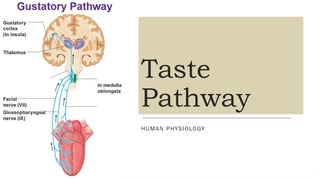 2024 - TASTE PATHWAY-HUMANPHYSIOLOGY.pptx