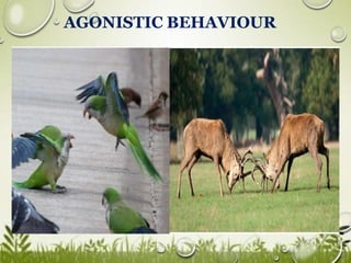 2024_409_IIII_04_krishnachavda_social behaviour.pptx