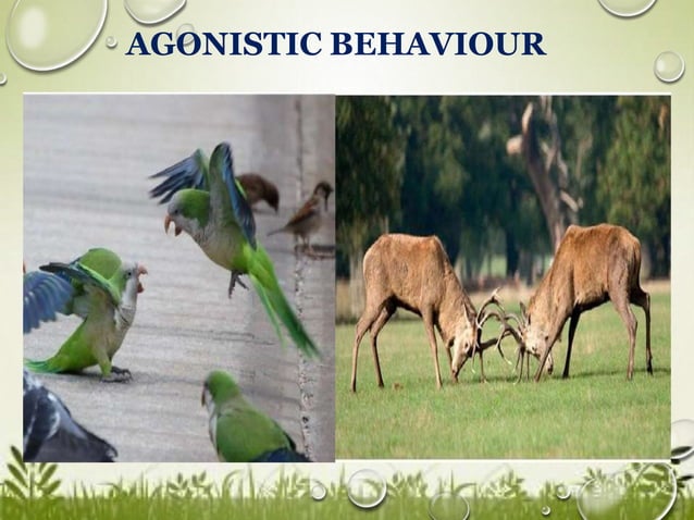 2024_409_IIII_04_krishnachavda_social behaviour.pptx