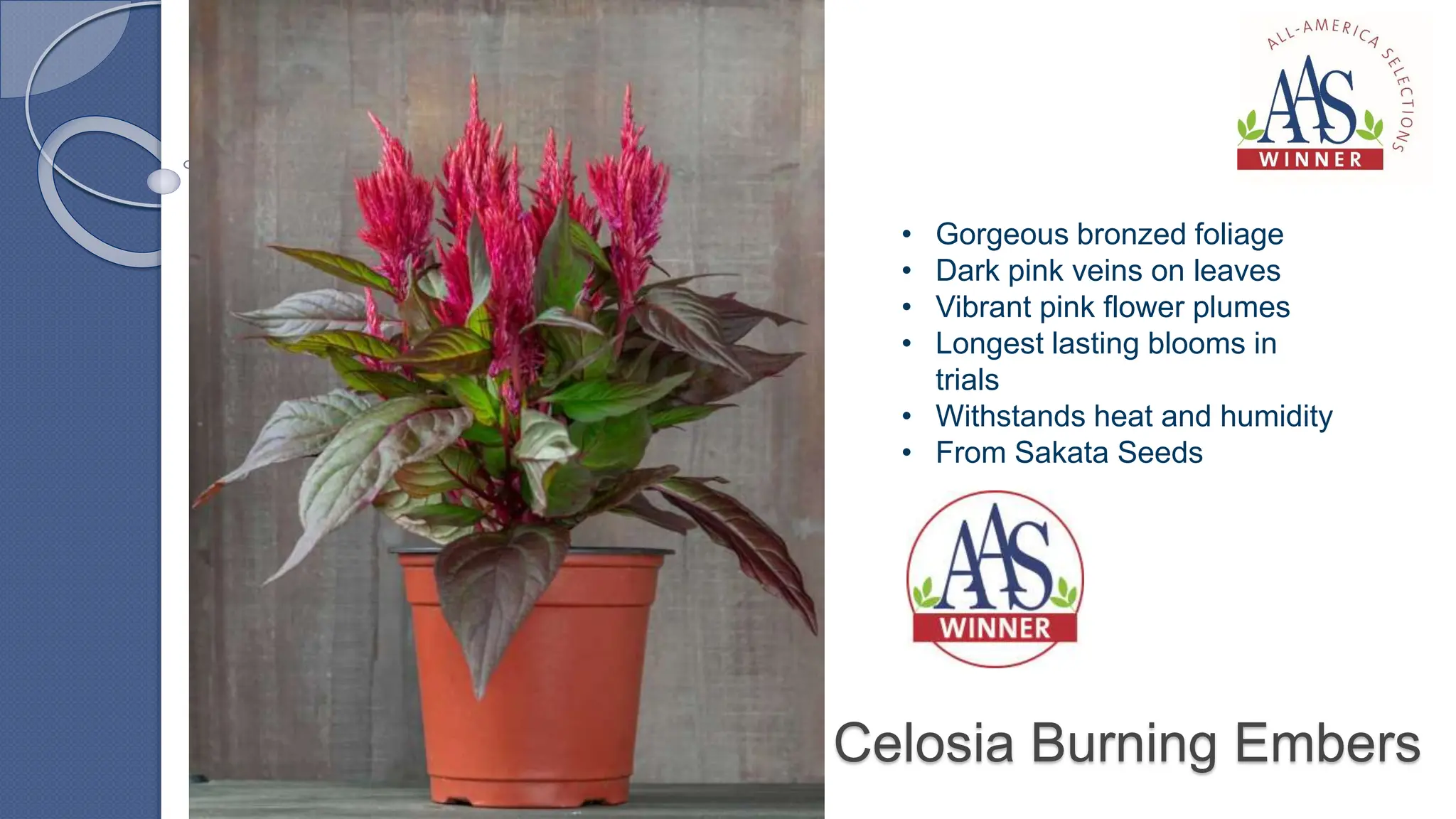 Introducing All-America Selections 2024 Winners | PPT