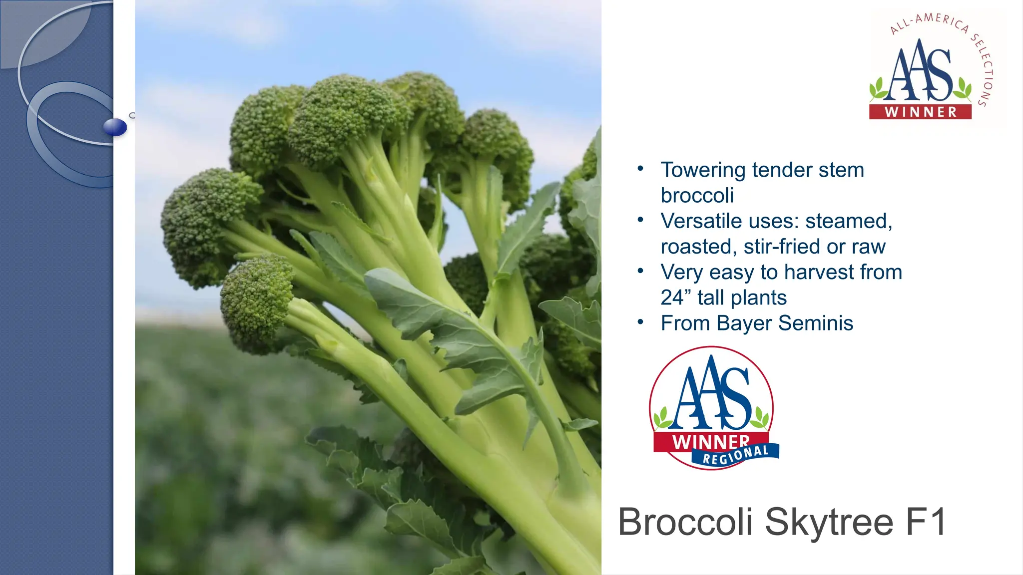 2024 All-America Selections Winning plant varieties | PPTX