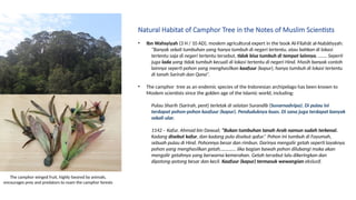 Natural aromatic camphor (Dryobalanops aromatica) | PPTX
