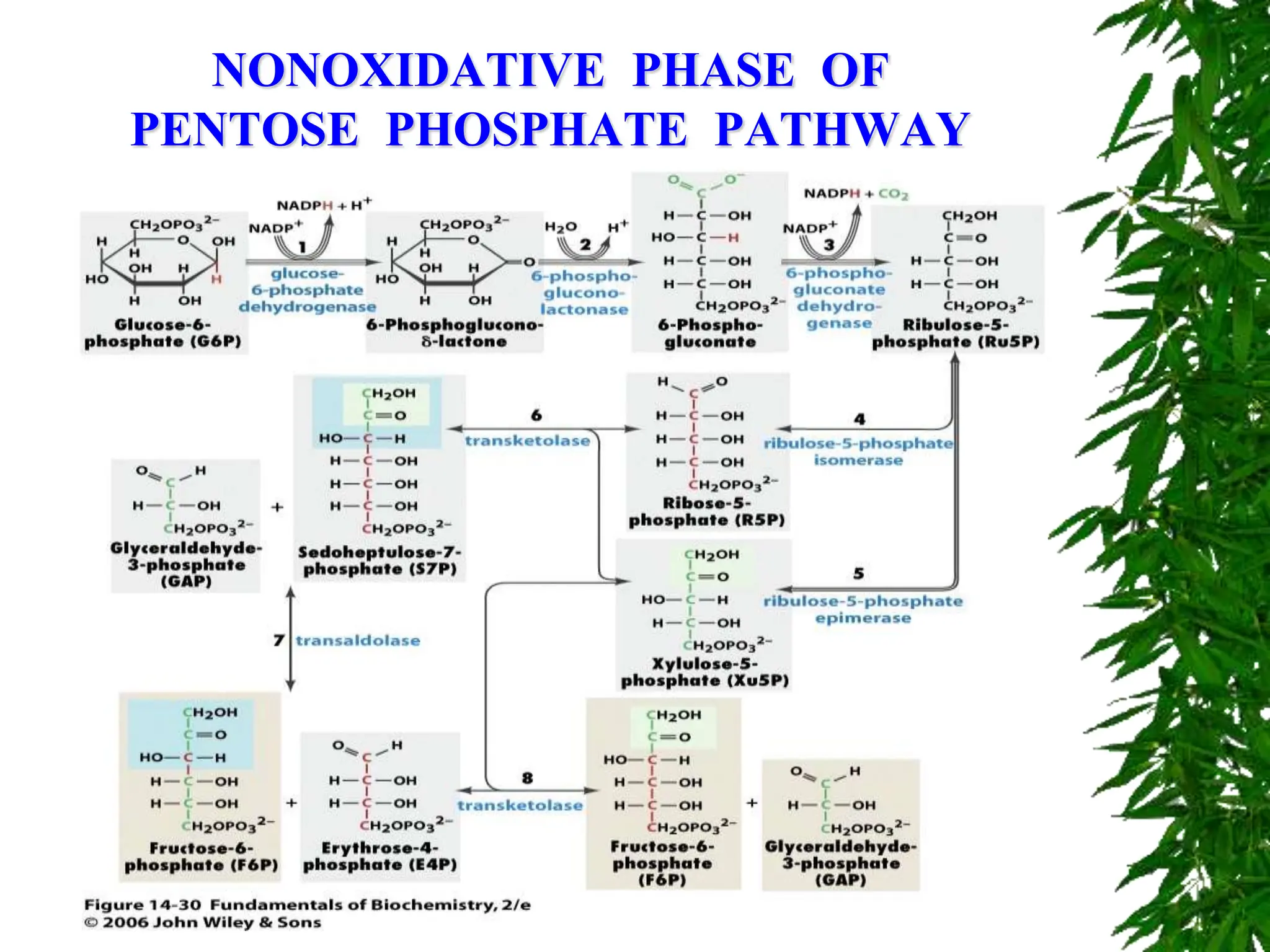 Carbohydrate Metabolism Pentose Phosphate Pathway | PPT