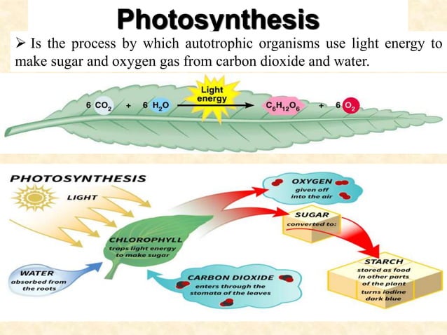 2024_Chapter_4_Edited_Cellular_Metabolism_and_Metabolic_Disorders (4).pptx