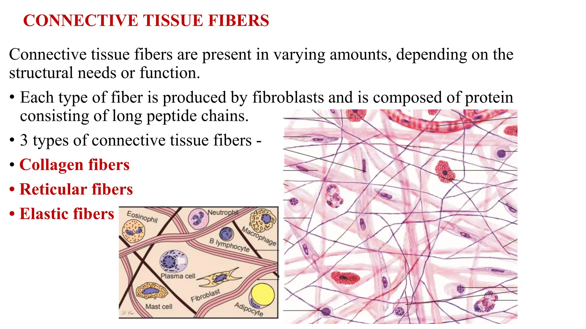 2024 HISTOLOGY 1 - CONNECTIVE TISSUE.pdf