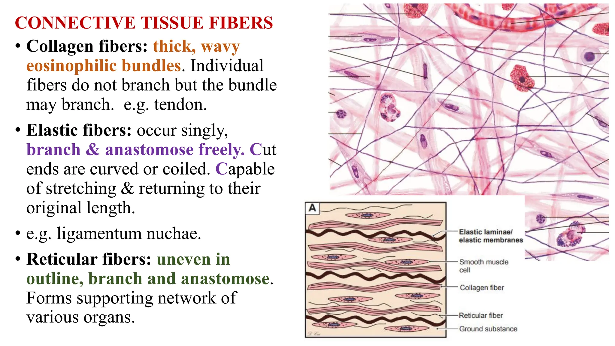 2024 HISTOLOGY 1 - CONNECTIVE TISSUE.pdf