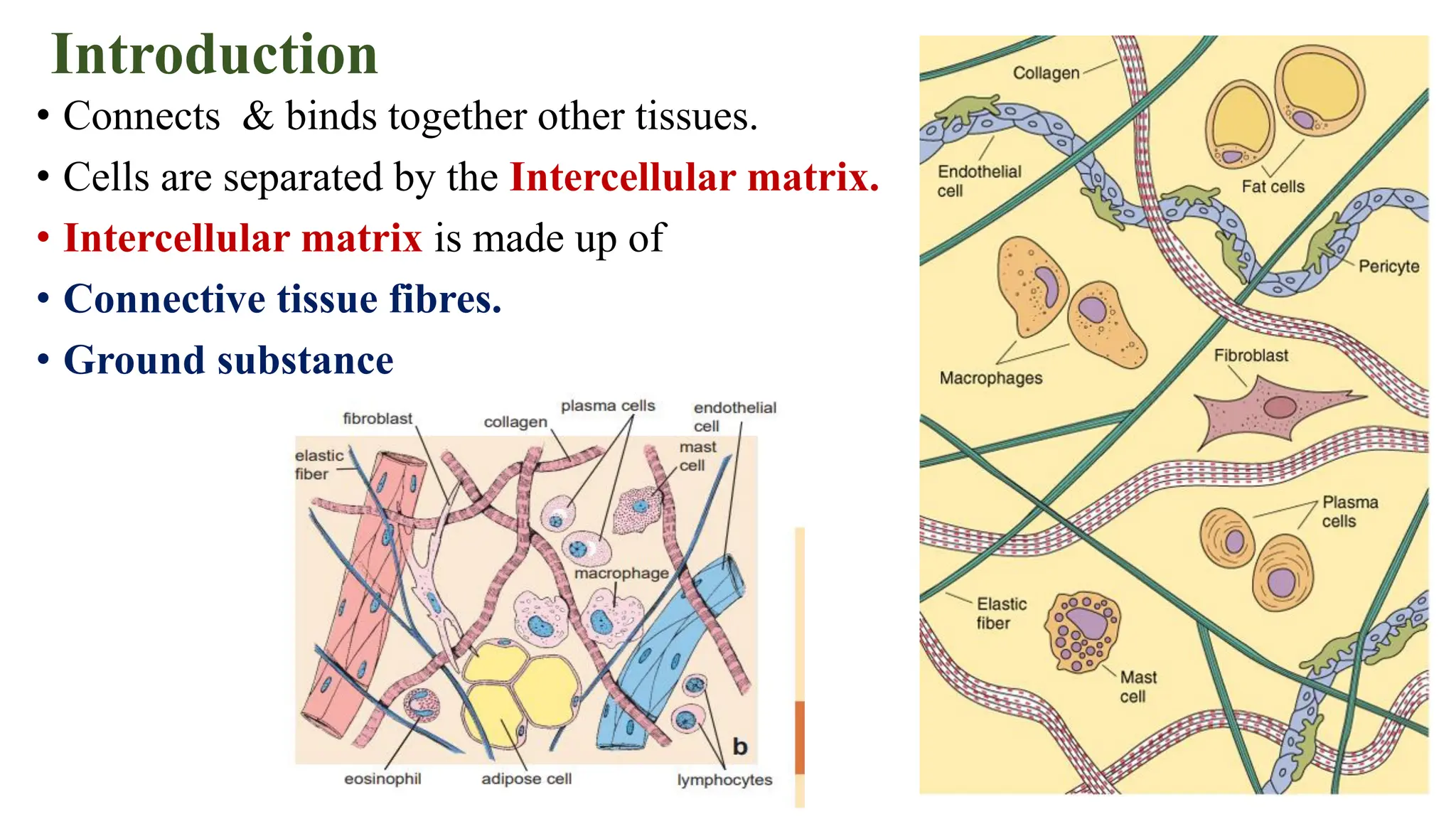 2024 HISTOLOGY 1 - CONNECTIVE TISSUE.pdf