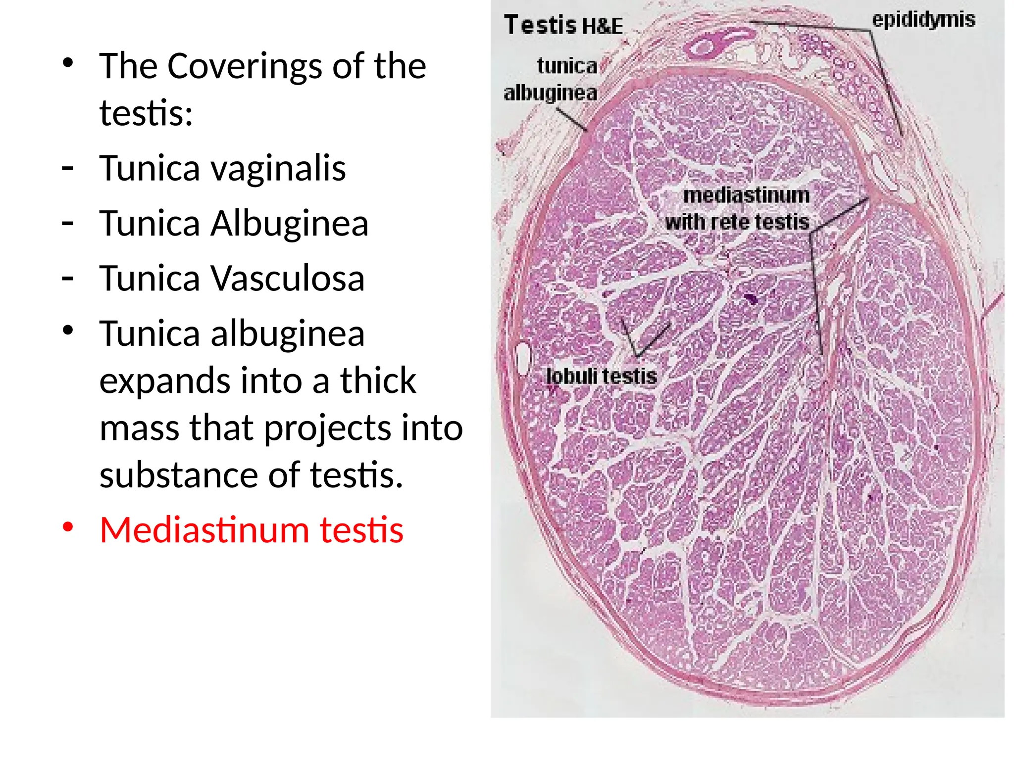 Histology of male reproductive system.pptx