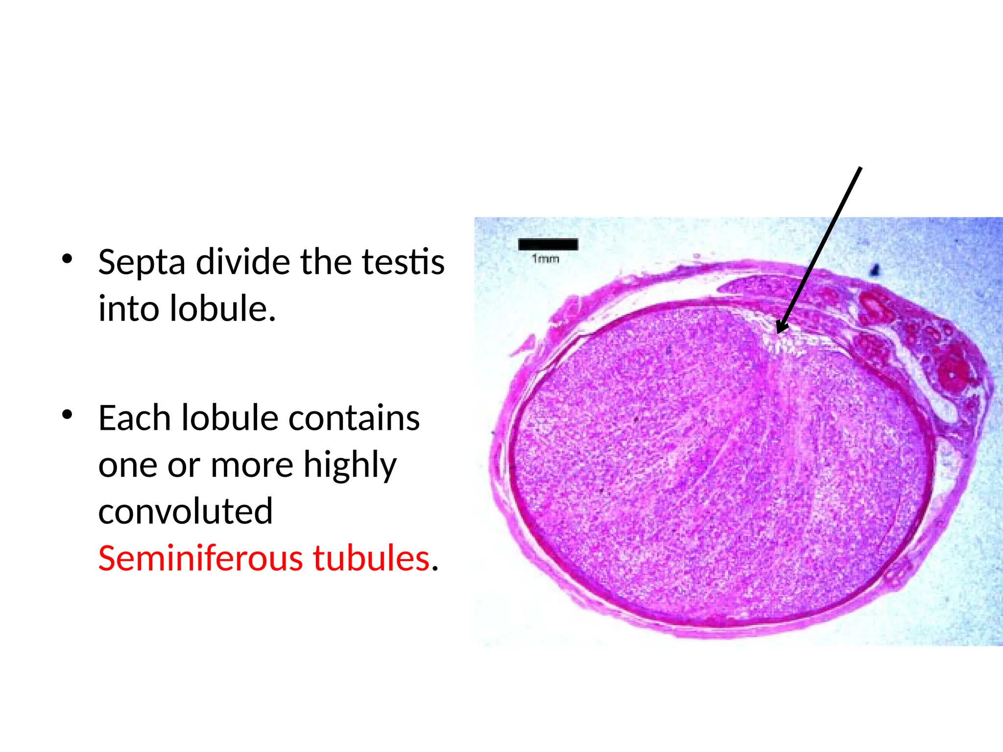 Histology of male reproductive system.pptx