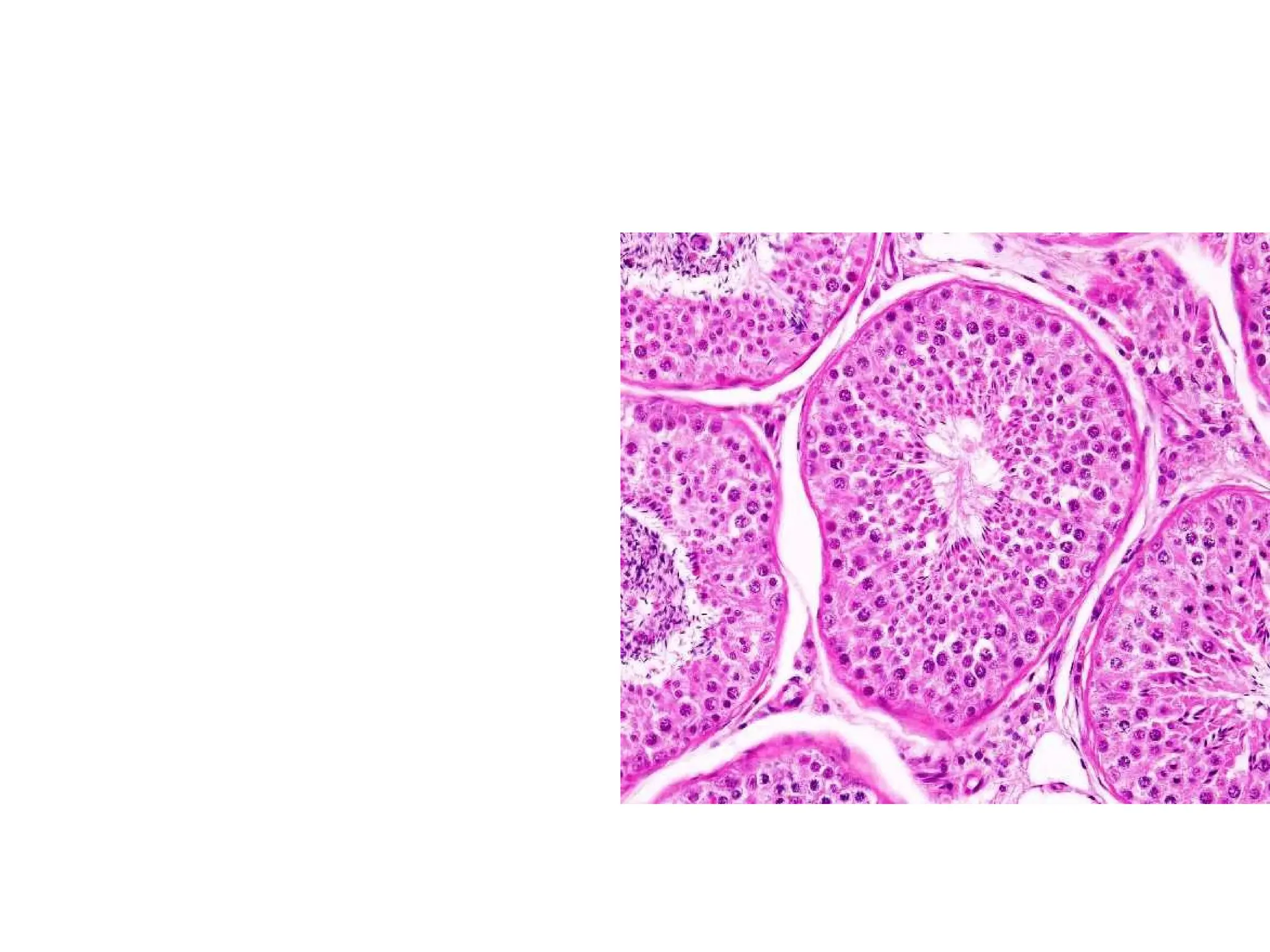 Histology of male reproductive system.pptx