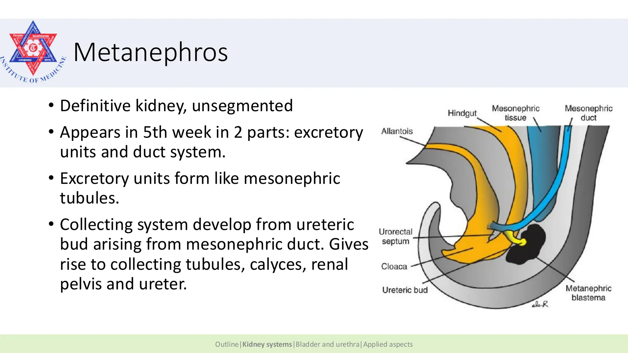 2025-03-23, Bsc Midwifery, Development of urinary system.pdf
