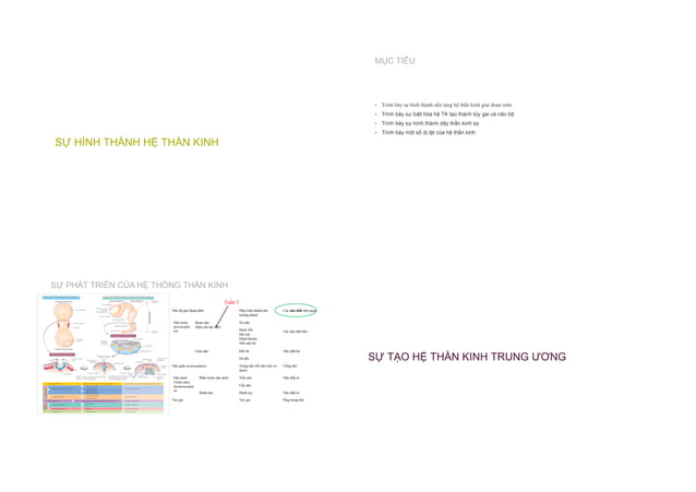 2025 MODULE THẦN KINH _HÀNH VI NTT.pdf