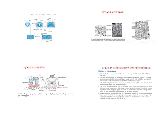 2025 MODULE THẦN KINH _HÀNH VI NTT.pdf