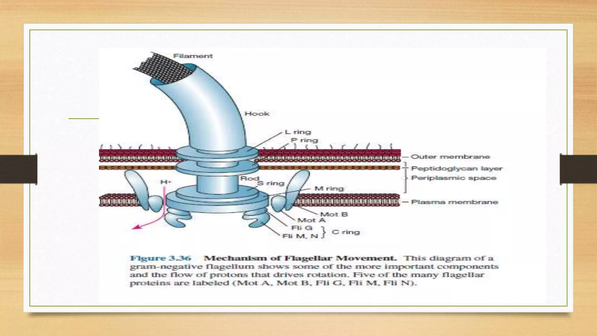 Flagella- Size, Shape, Arrangement | PPTX