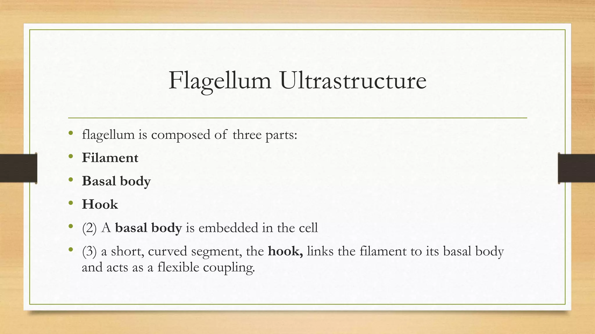 Flagella- Size, Shape, Arrangement | PPTX