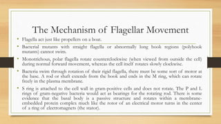 Flagella- Size, Shape, Arrangement | PPTX