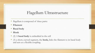 Flagella- Size, Shape, Arrangement | PPTX