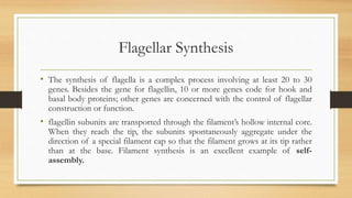 Flagella- Size, Shape, Arrangement | PPTX