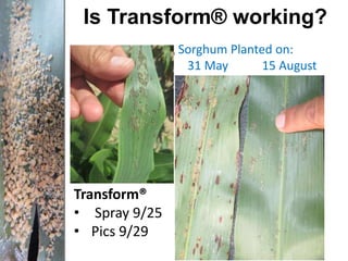 If sulfoxaflor is gone, what else can we use? | PPTX