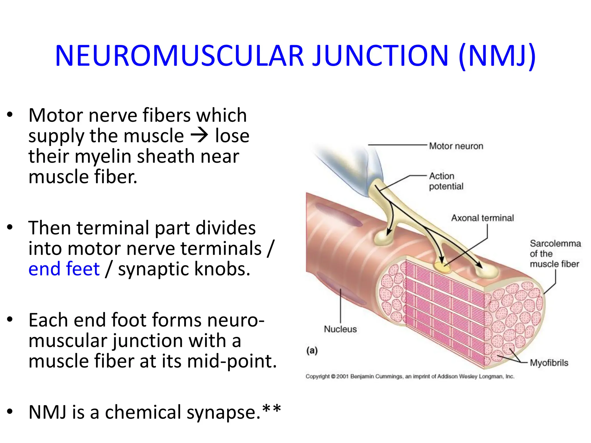 203371628-Lecture-on-the-Physiology-of-Neuromuscular-Junction-NMJ-by-Dr-Roomi.pdf