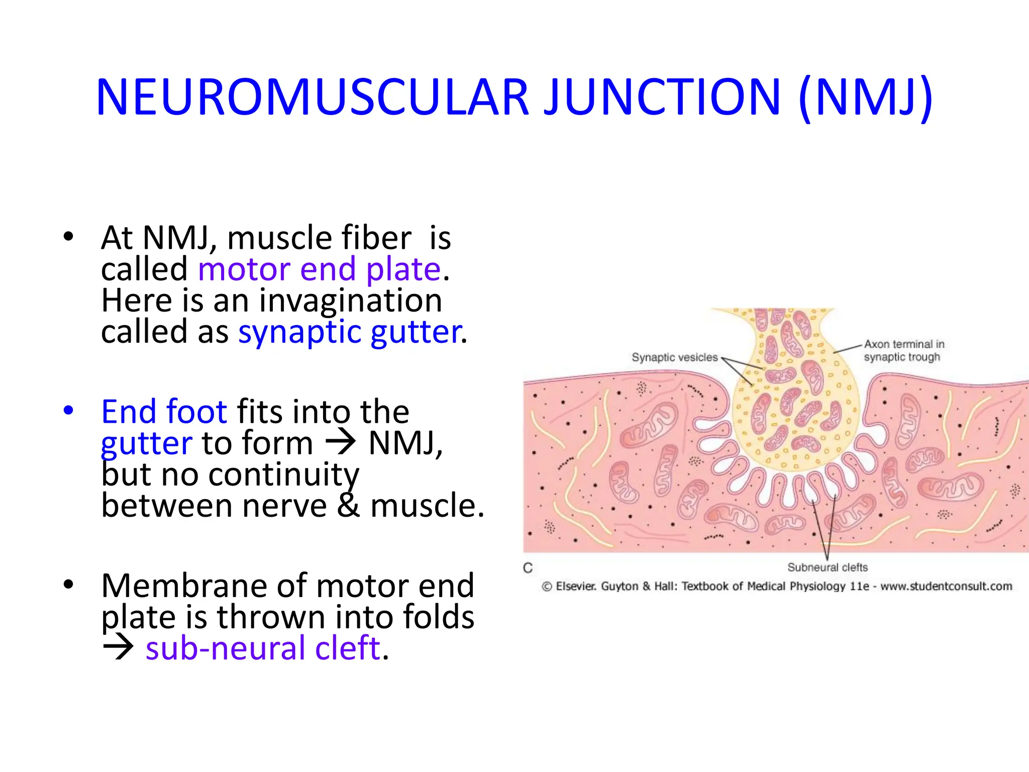 203371628-Lecture-on-the-Physiology-of-Neuromuscular-Junction-NMJ-by-Dr-Roomi.pdf