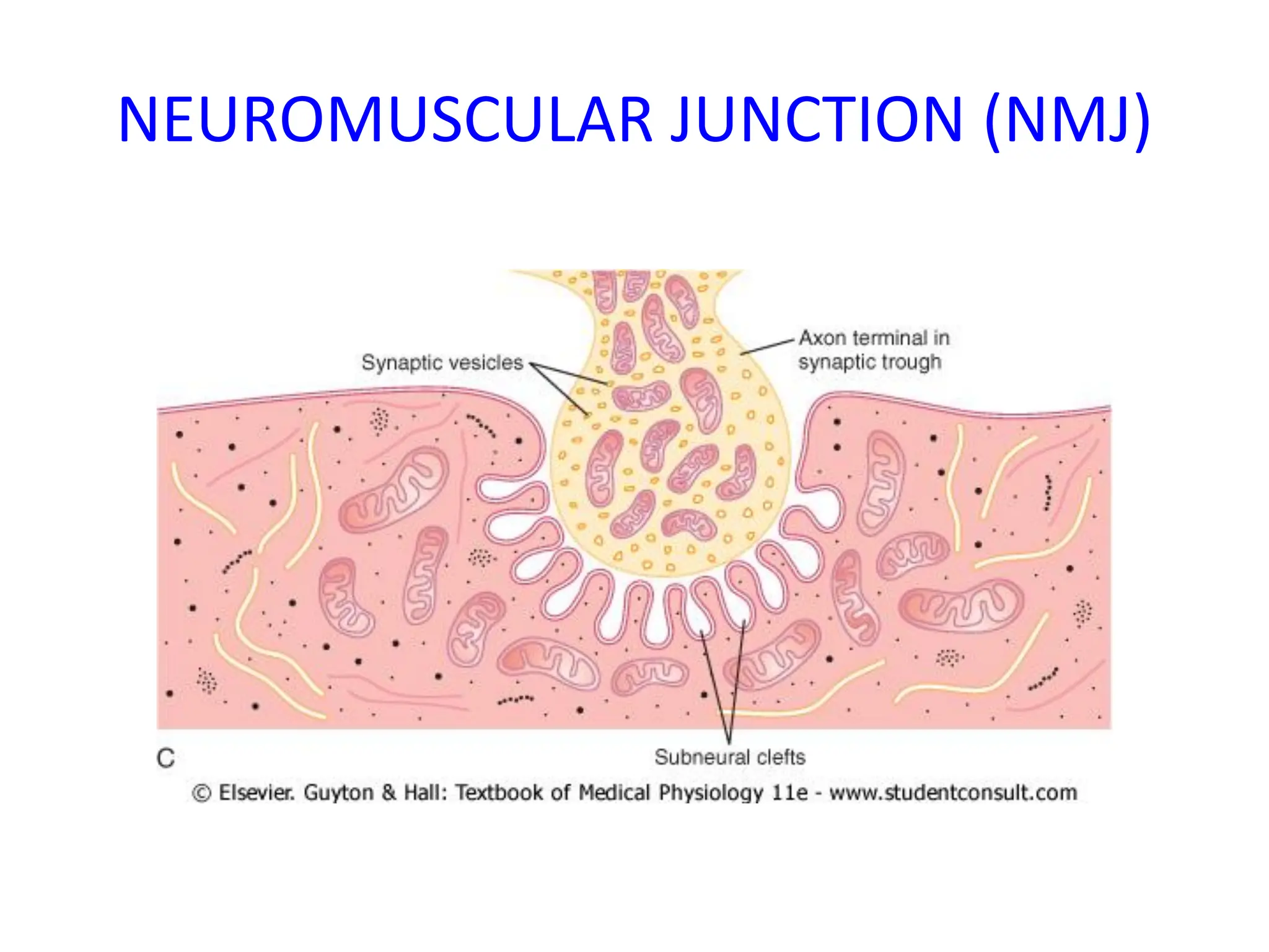 203371628-Lecture-on-the-Physiology-of-Neuromuscular-Junction-NMJ-by-Dr-Roomi.pdf