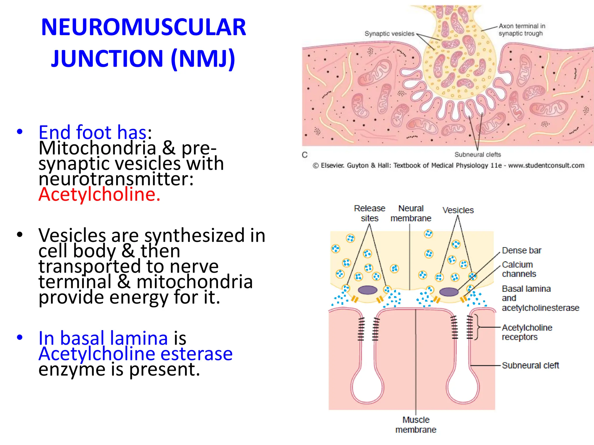 203371628-Lecture-on-the-Physiology-of-Neuromuscular-Junction-NMJ-by-Dr-Roomi.pdf