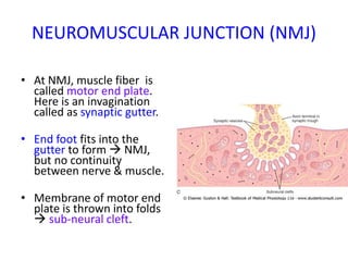 203371628-Lecture-on-the-Physiology-of-Neuromuscular-Junction-NMJ-by-Dr ...