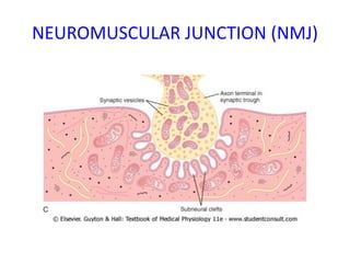 203371628-Lecture-on-the-Physiology-of-Neuromuscular-Junction-NMJ-by-Dr ...