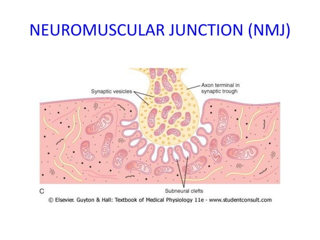 203371628-Lecture-on-the-Physiology-of-Neuromuscular-Junction-NMJ-by-Dr-Roomi.pdf