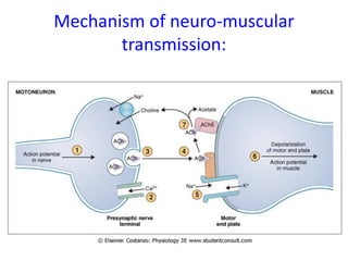 203371628-Lecture-on-the-Physiology-of-Neuromuscular-Junction-NMJ-by-Dr ...