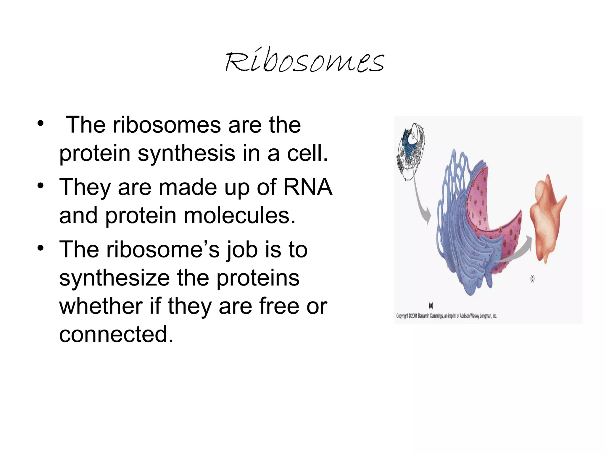 2 03 cell structure and function | PPT
