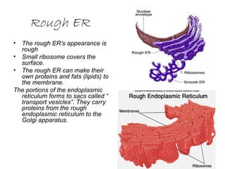 2 03 cell structure and function | PPT