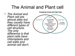 2 03 cell structure and function | PPT