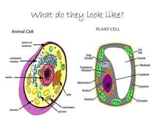 2 03 cell structure and function | PPT