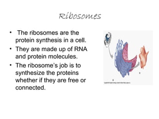 2 03 cell structure and function | PPT