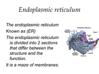 2 03 cell structure and function | PPT
