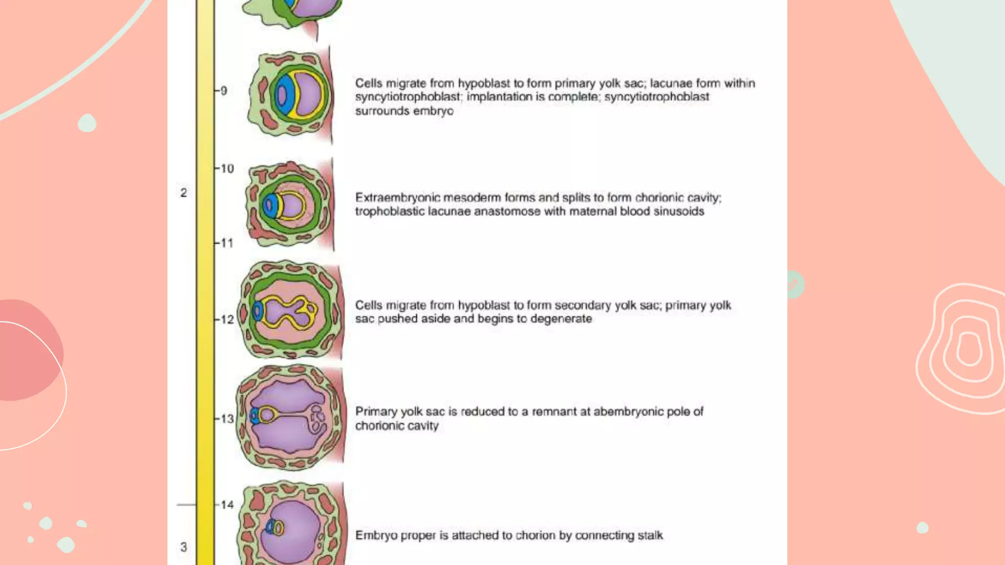 IMPLANTATION OF EMBRYO | PPT