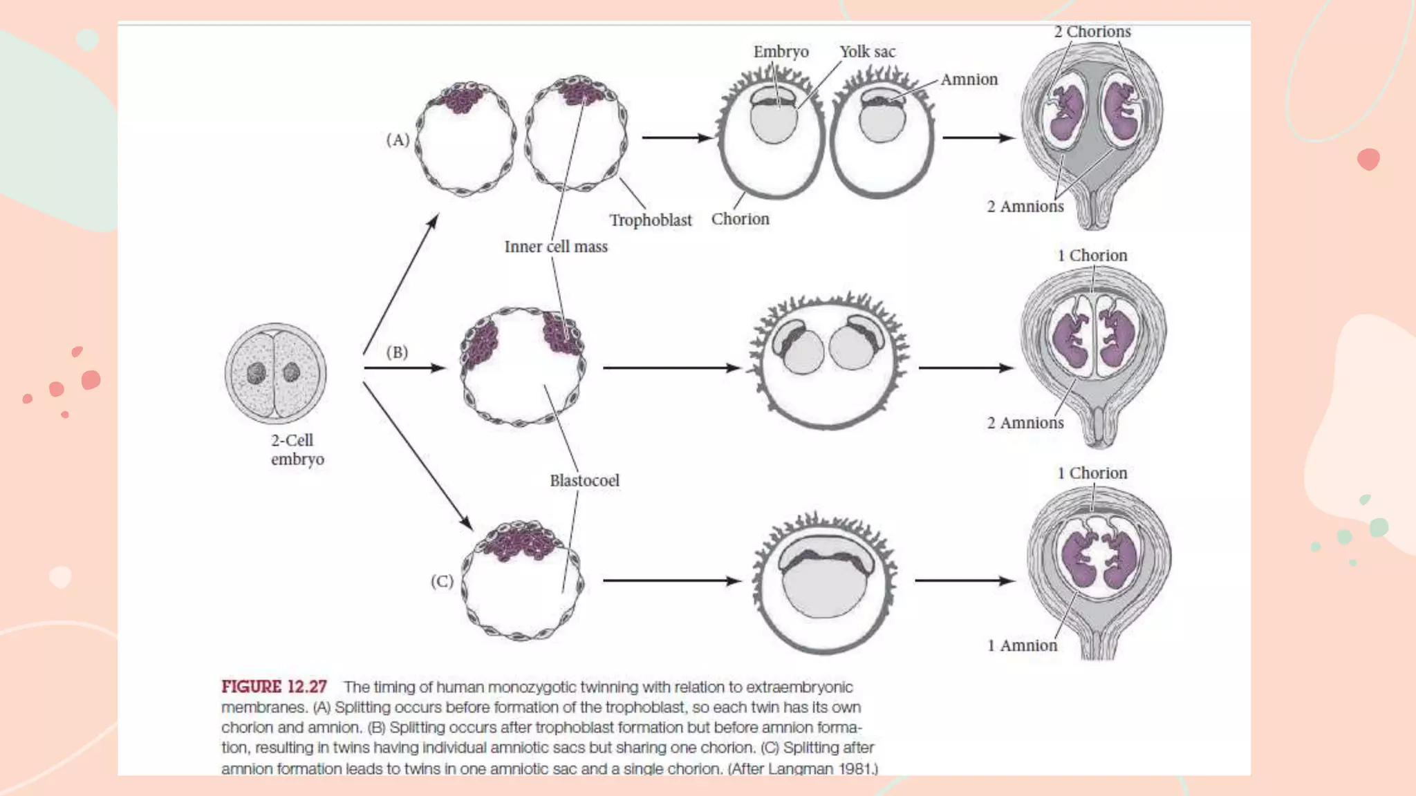 IMPLANTATION OF EMBRYO | PPT